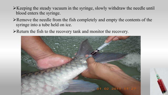 Collection of fish blood | PPTX