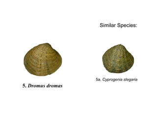 Cumberlandian Mussel Types | PPT