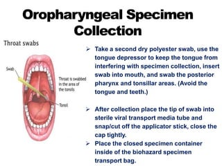 Collection, transport & storage of clinical specimens | PPTX