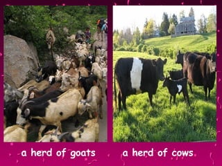 Collective Nouns | PPT