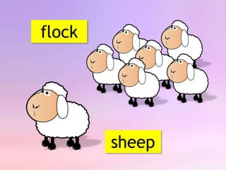 collective-nouns-flashcards-fun-activities-games-games_76040.pptx