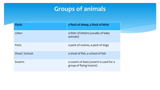 Collective nouns | PPTX
