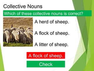 Collective Noun For Sheep _ Collective Nouns for Animals – VSMSP