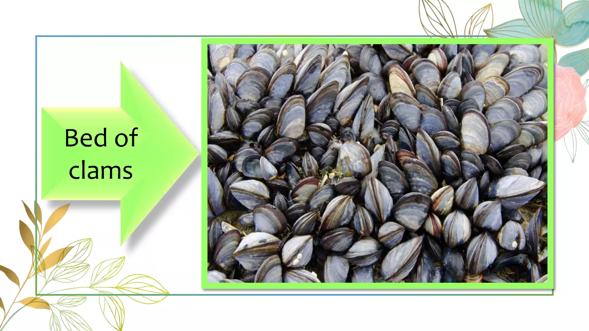 Collective nouns | PPT