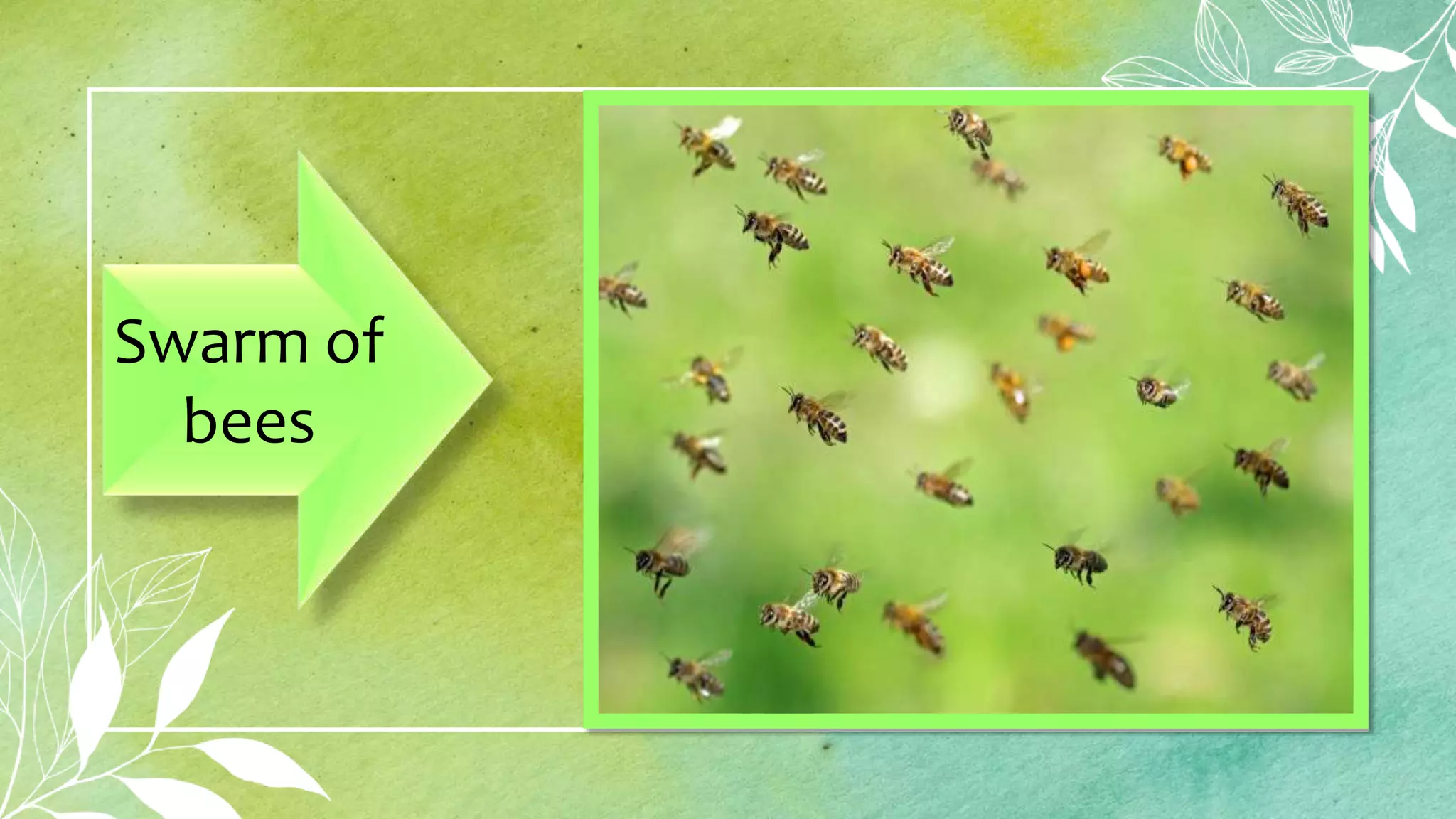 Collective nouns | PPT