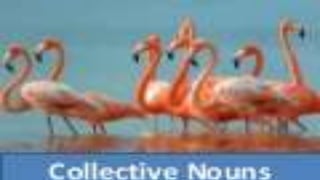 Collective nouns ppt | PPTX