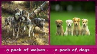 Collective nouns ppt | PPTX