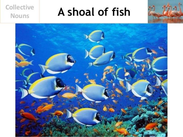 Collective Nouns