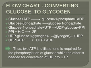 glycogenesis | PPTX