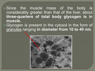glycogenesis | PPTX