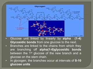 glycogenesis | PPTX