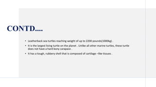 Taxonomic status and biology of sea turtle[college of fisheries ...