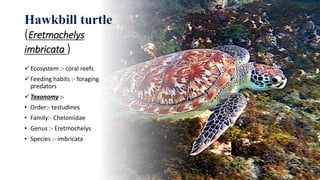 Taxonomic status and biology of sea turtle[college of fisheries ...