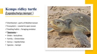 Taxonomic status and biology of sea turtle[college of fisheries ...