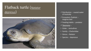 Taxonomic status and biology of sea turtle[college of fisheries ...