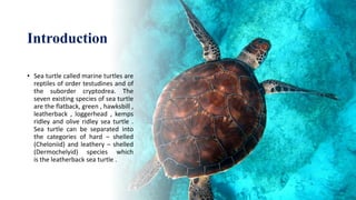 Taxonomic status and biology of sea turtle[college of fisheries ...