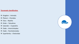 Taxonomic status and biology of sea turtle[college of fisheries ...