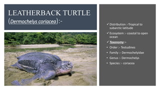 Taxonomic status and biology of sea turtle[college of fisheries ...