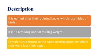 Taxonomic status and biology of sea turtle[college of fisheries ...