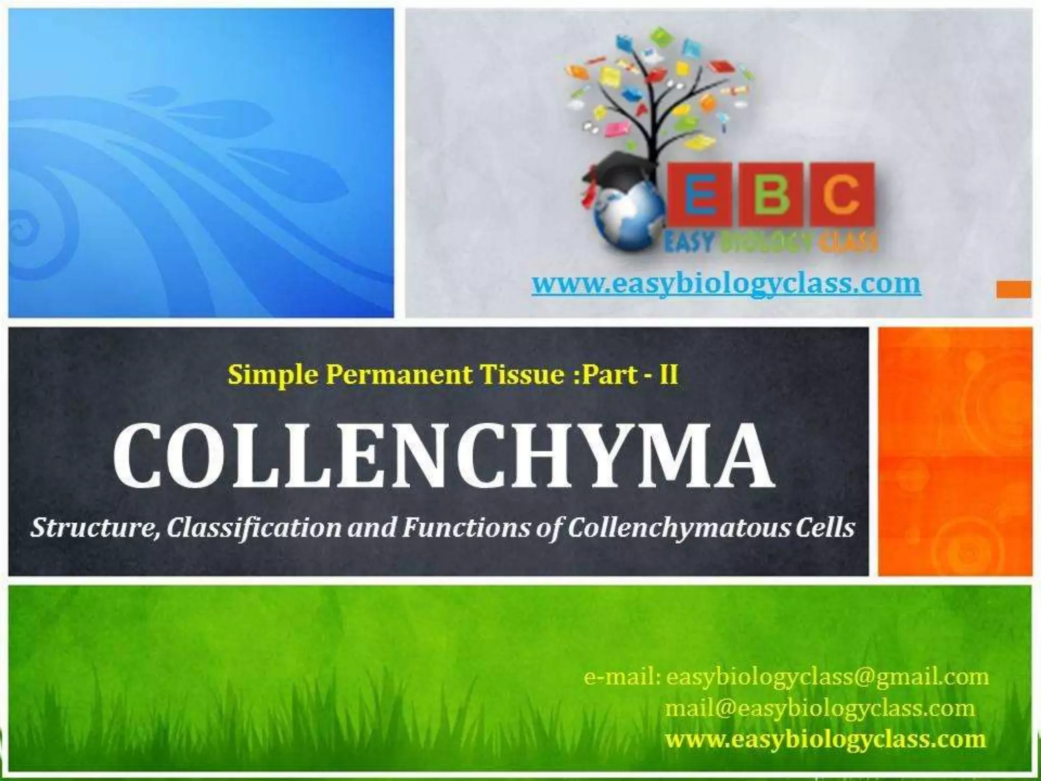 Collenchyma structure-and-classification | PPTX
