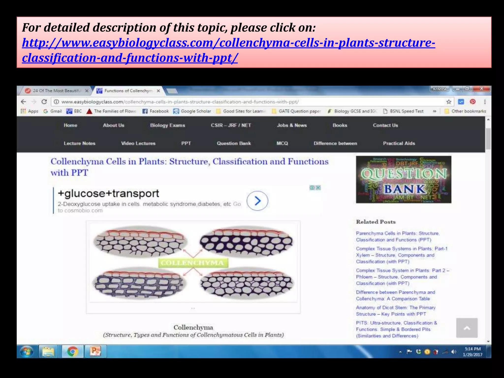 Collenchyma structure-and-classification | PPTX