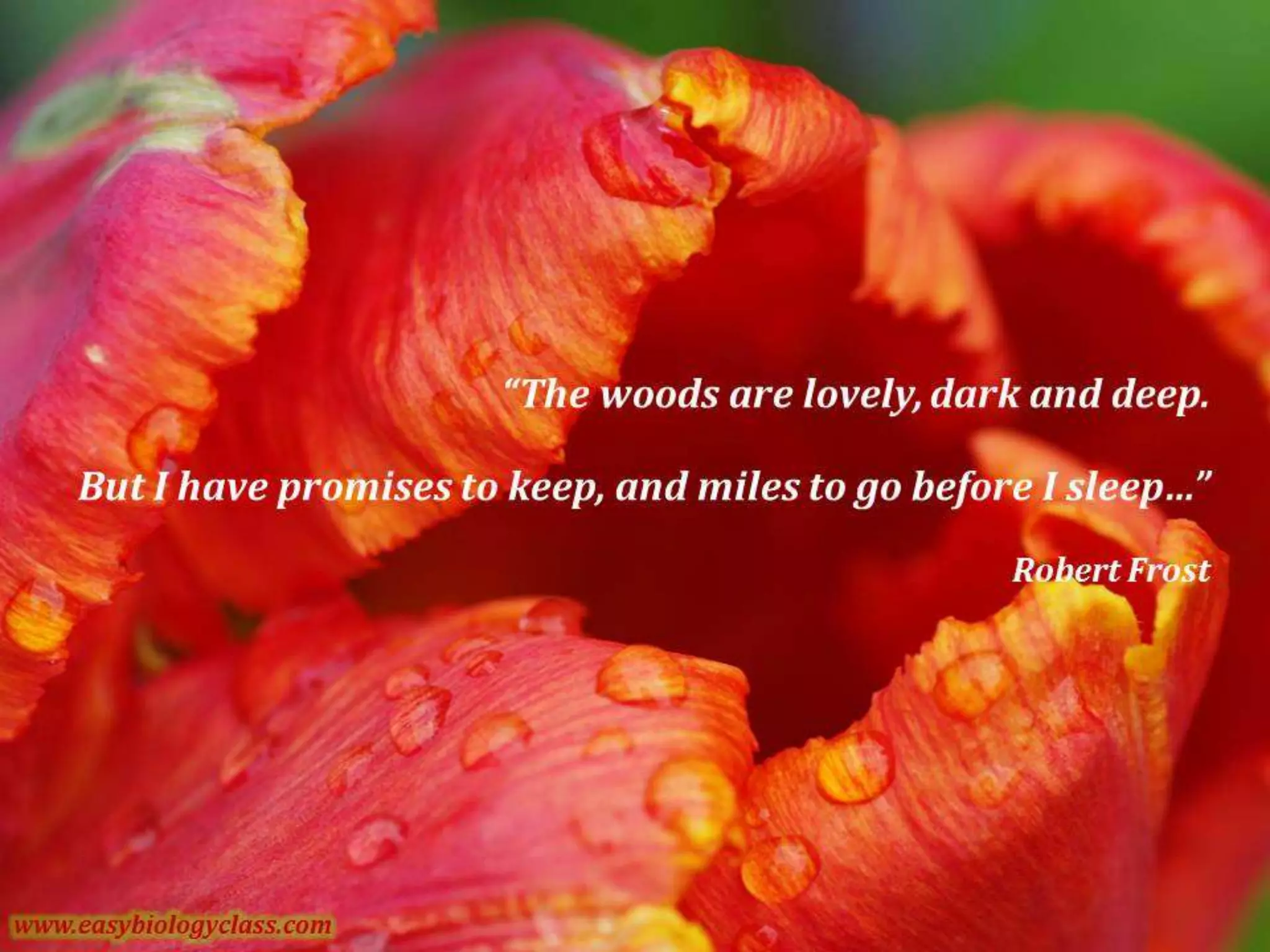 Collenchyma structure-and-classification | PPTX