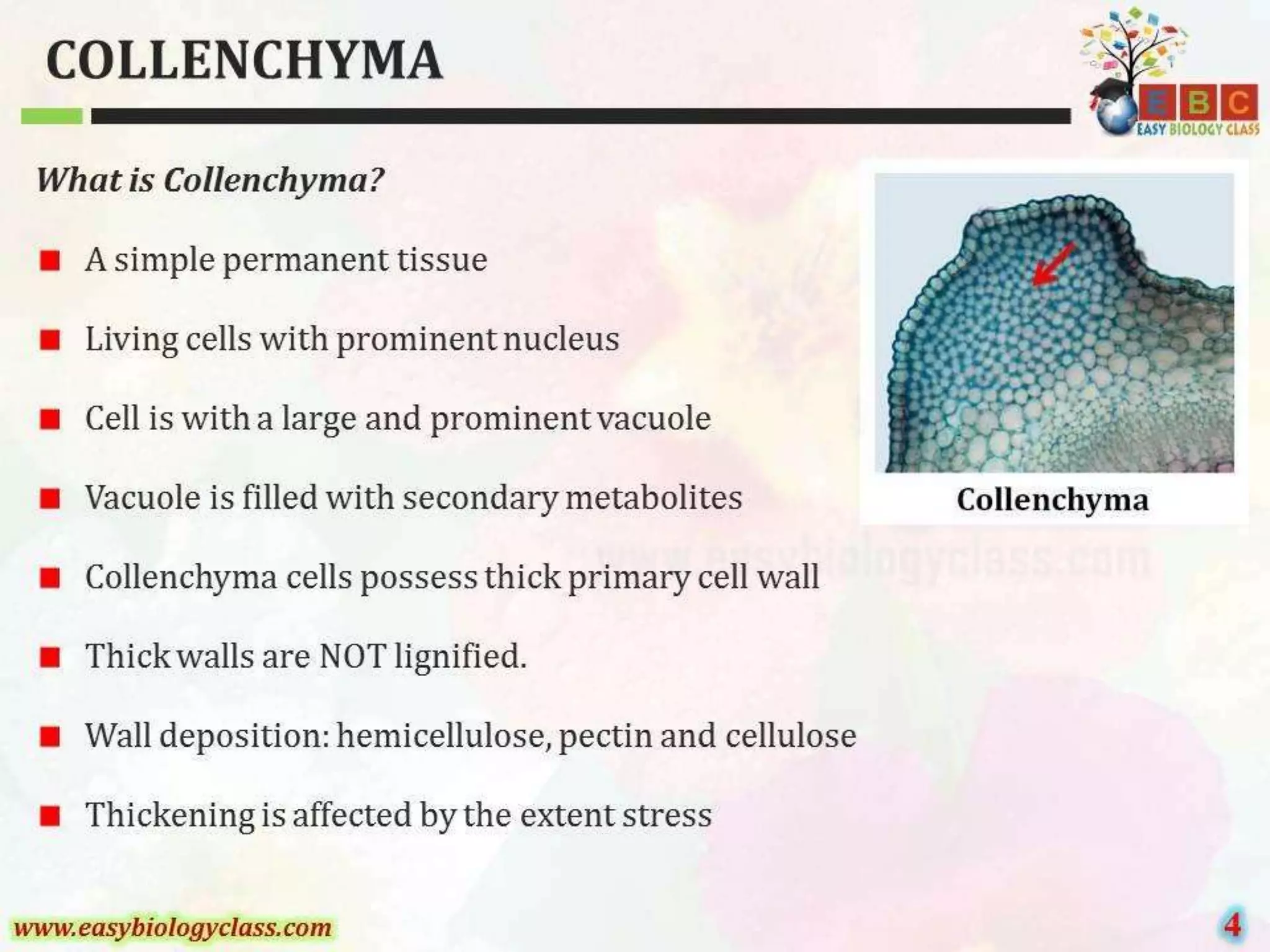 Collenchyma structure-and-classification | PPTX