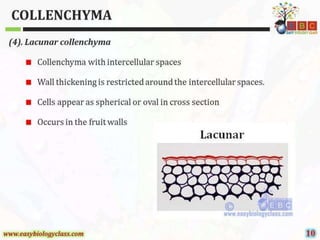Collenchyma structure-and-classification | PPTX