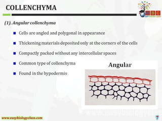 Collenchyma Cell Parts