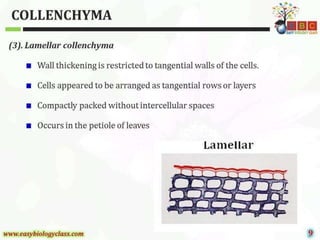 Collenchyma Slide