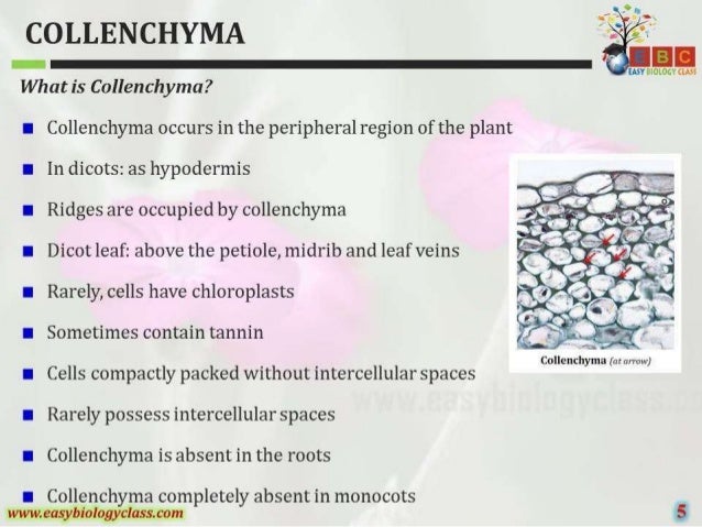 Functions Of Collenchyma Cells In Plants Easybiologyclass