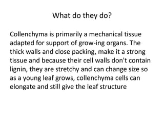 Collenchyma cell project | PPTX