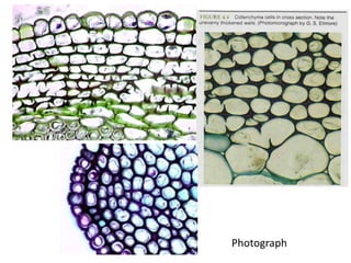 Collenchyma Slide