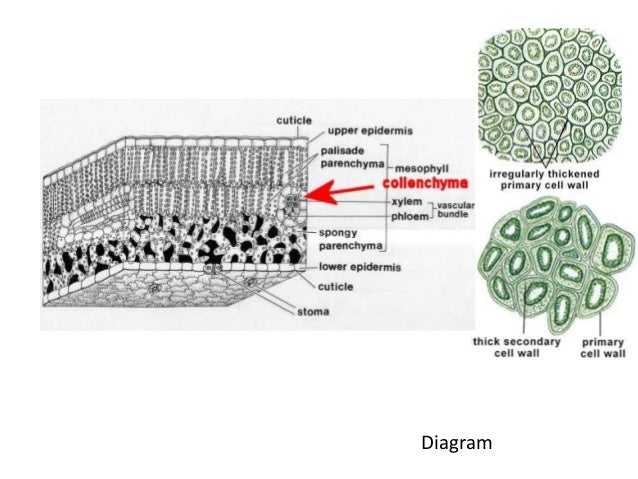 Collenchyma cell project