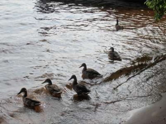 Collier family fun | PPTX