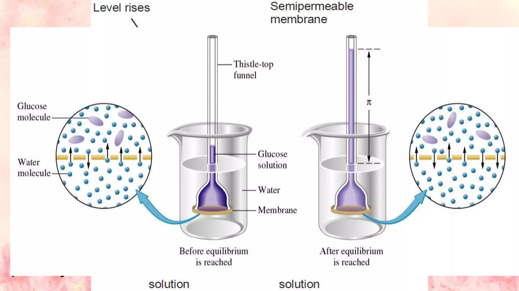 Colligative properties of dilute solutions Manik | PPSX