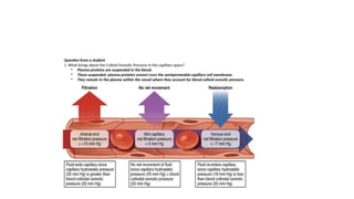 Colloid Osmotic Pressure in the human body | PPTX