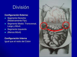 Colon transverso | PPT