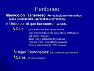Colon transverso | PPT