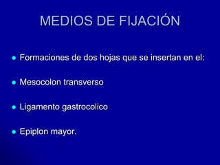Colon transverso | PPT