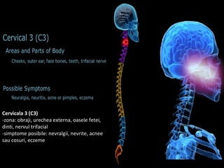Coloana vertebrala | PPS