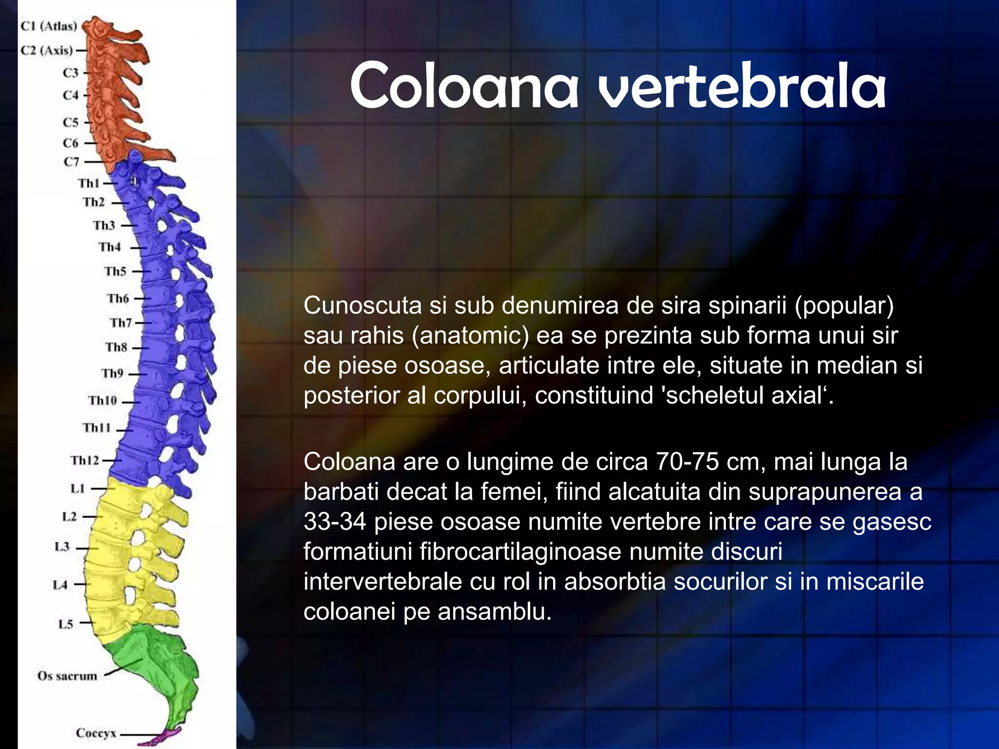 Coloana vertebrala(t l) | PPSX
