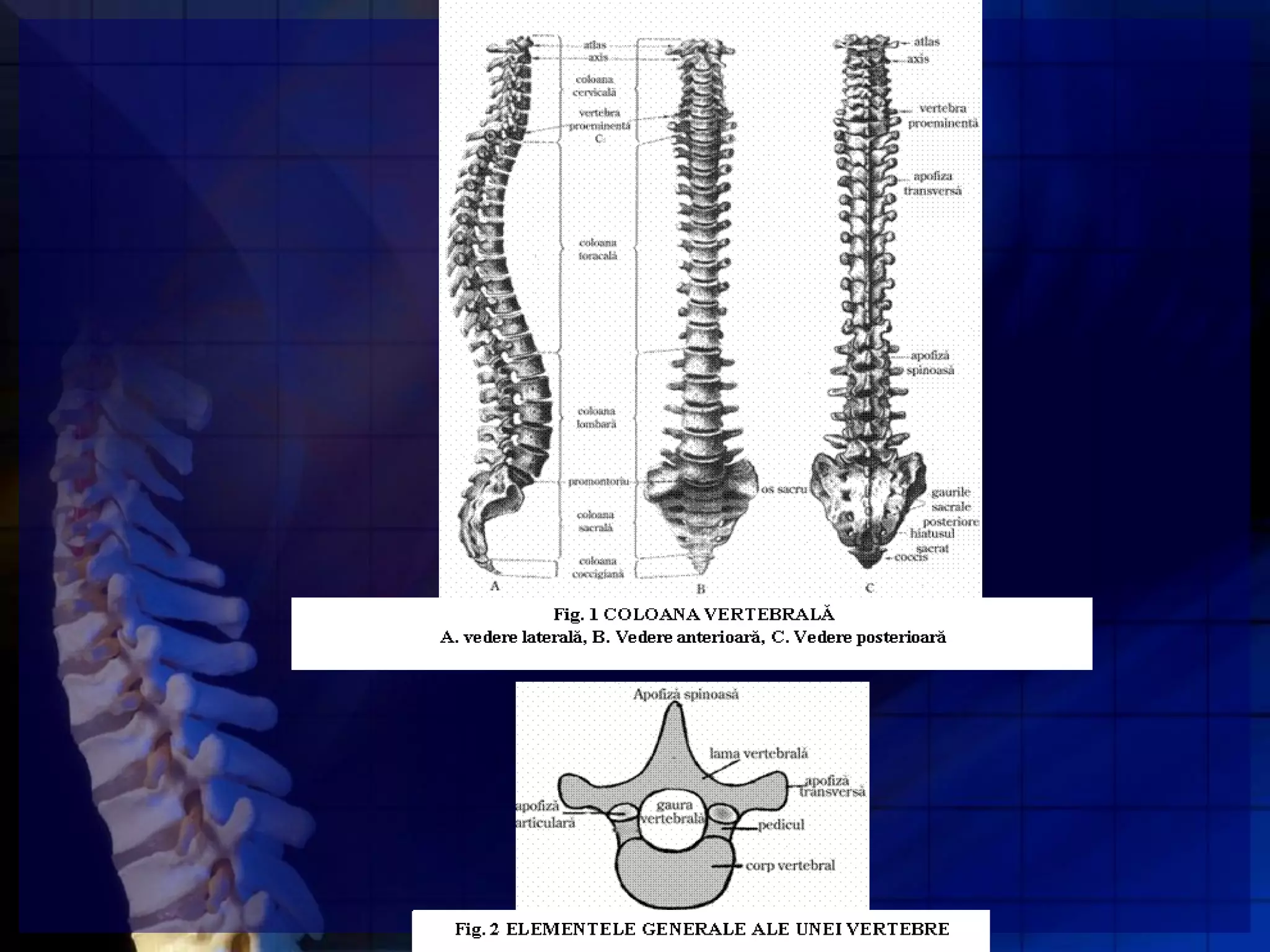 Coloana vertebrala(t l) | PPSX