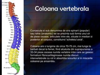 Coloana vertebrala(t l) | PPSX