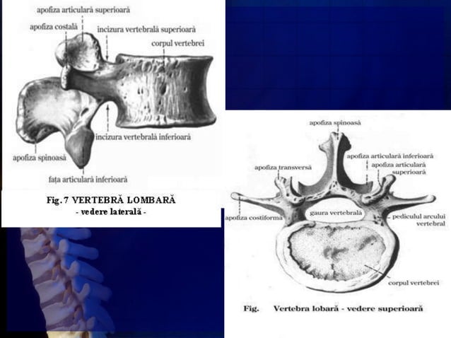 Coloana vertebrala(t l) | PPSX