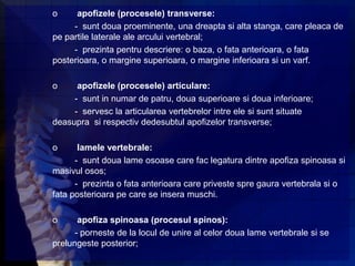 Coloana vertebrala(t l) | PPSX