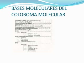 Coloboma congenito y desarrollo embriologico del ojo | PPTX
