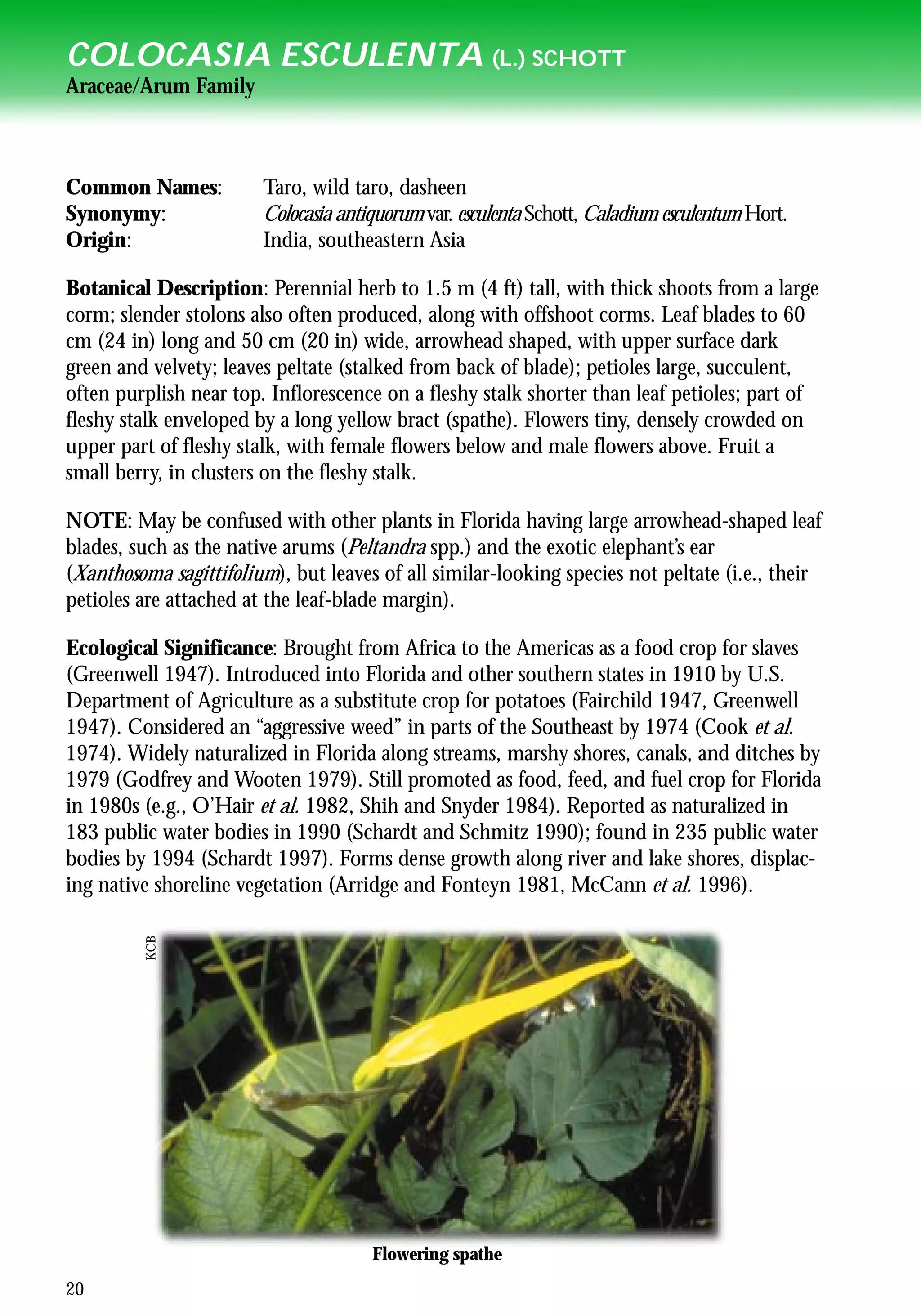Colocasia esculenta | PDF