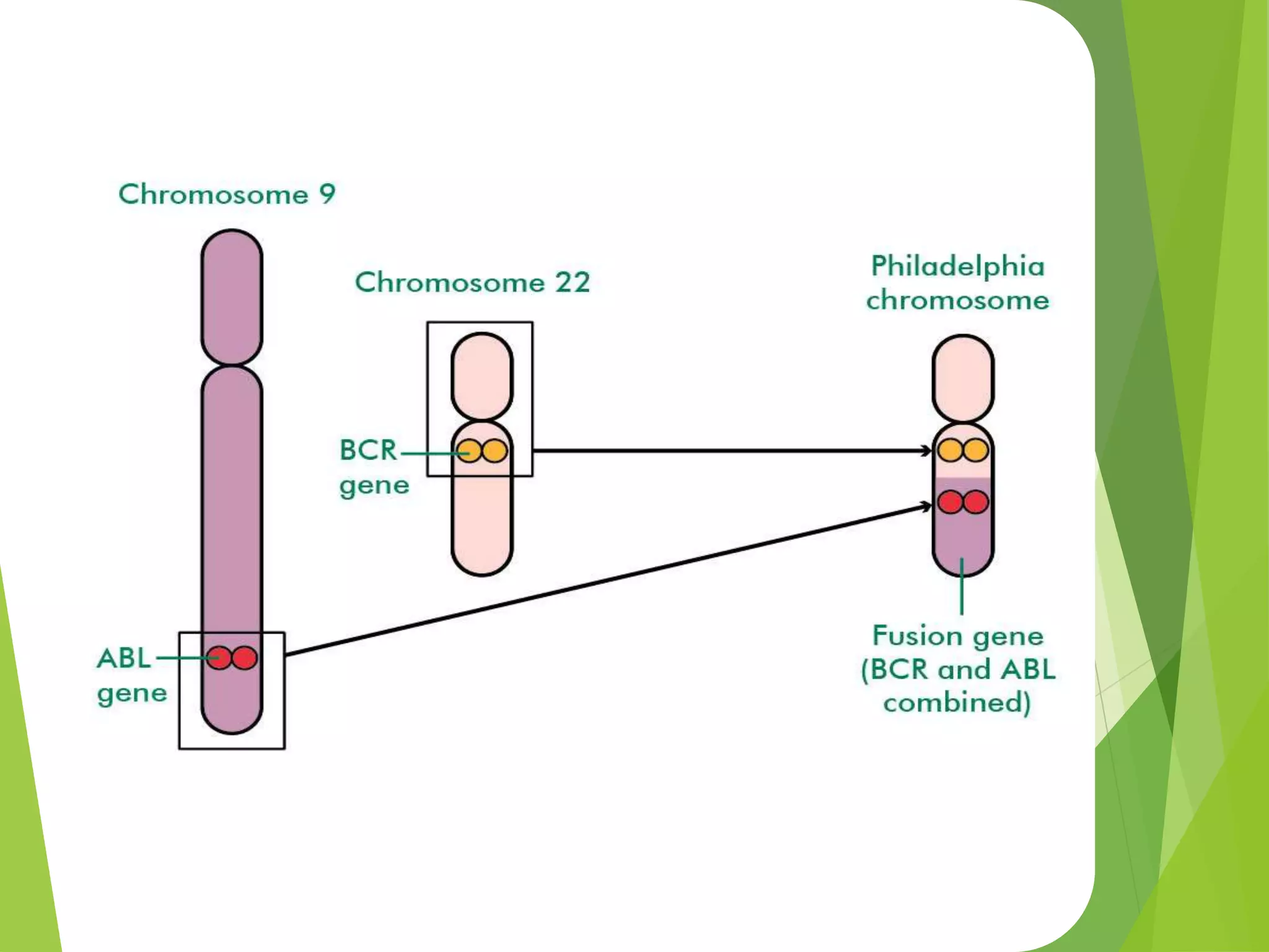 Mutation Gene And Chromosomal Pptx