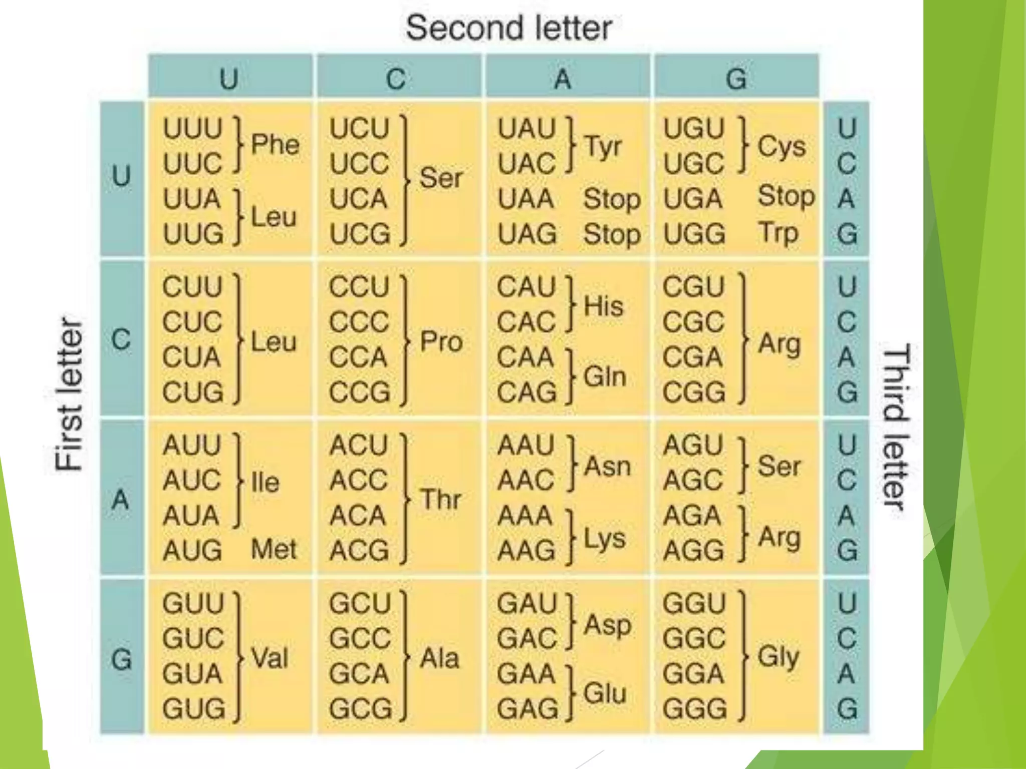 Mutation Gene And Chromosomal Pptx